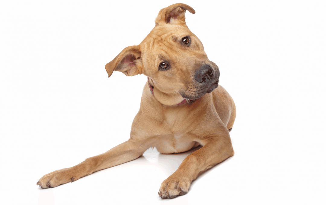 buff-dog - Guardians of Rescue