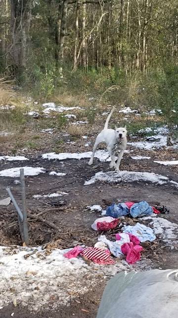 The Disappearing Dogs - Guardians of Rescue