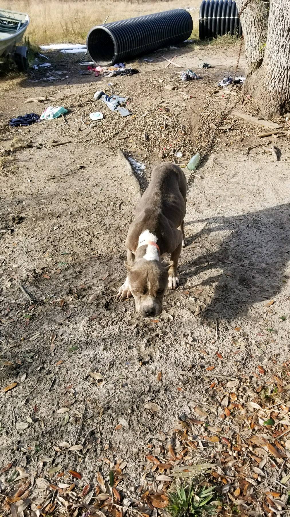 The Disappearing Dogs - Guardians of Rescue