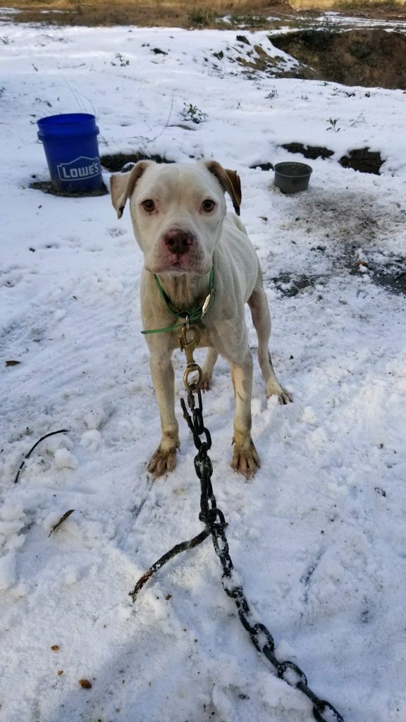 The Disappearing Dogs - Guardians of Rescue