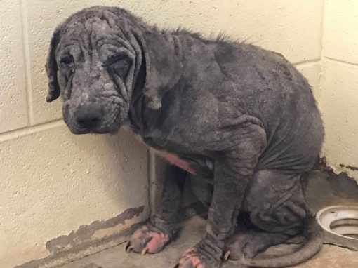 Alabama dog - Guardians of Rescue