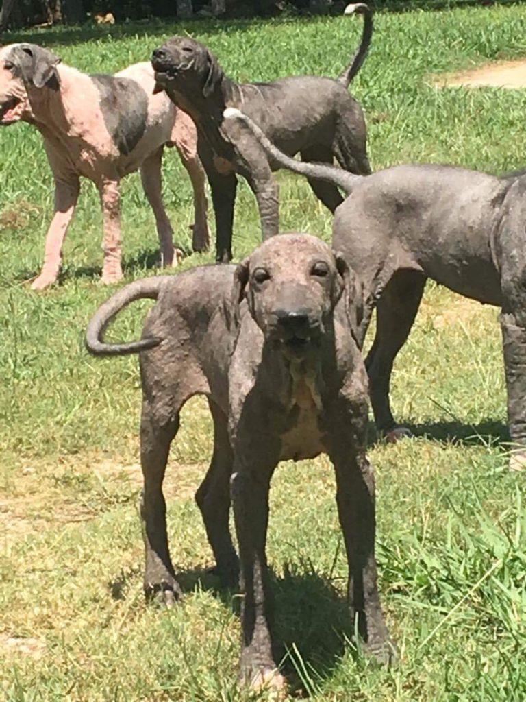 Alabama dog pack - Guardians of Rescue