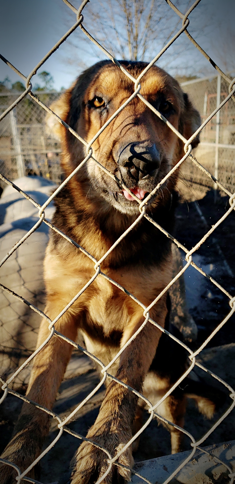 Montgomery Georgia German Shepherd Rescue - Guardians of Rescue